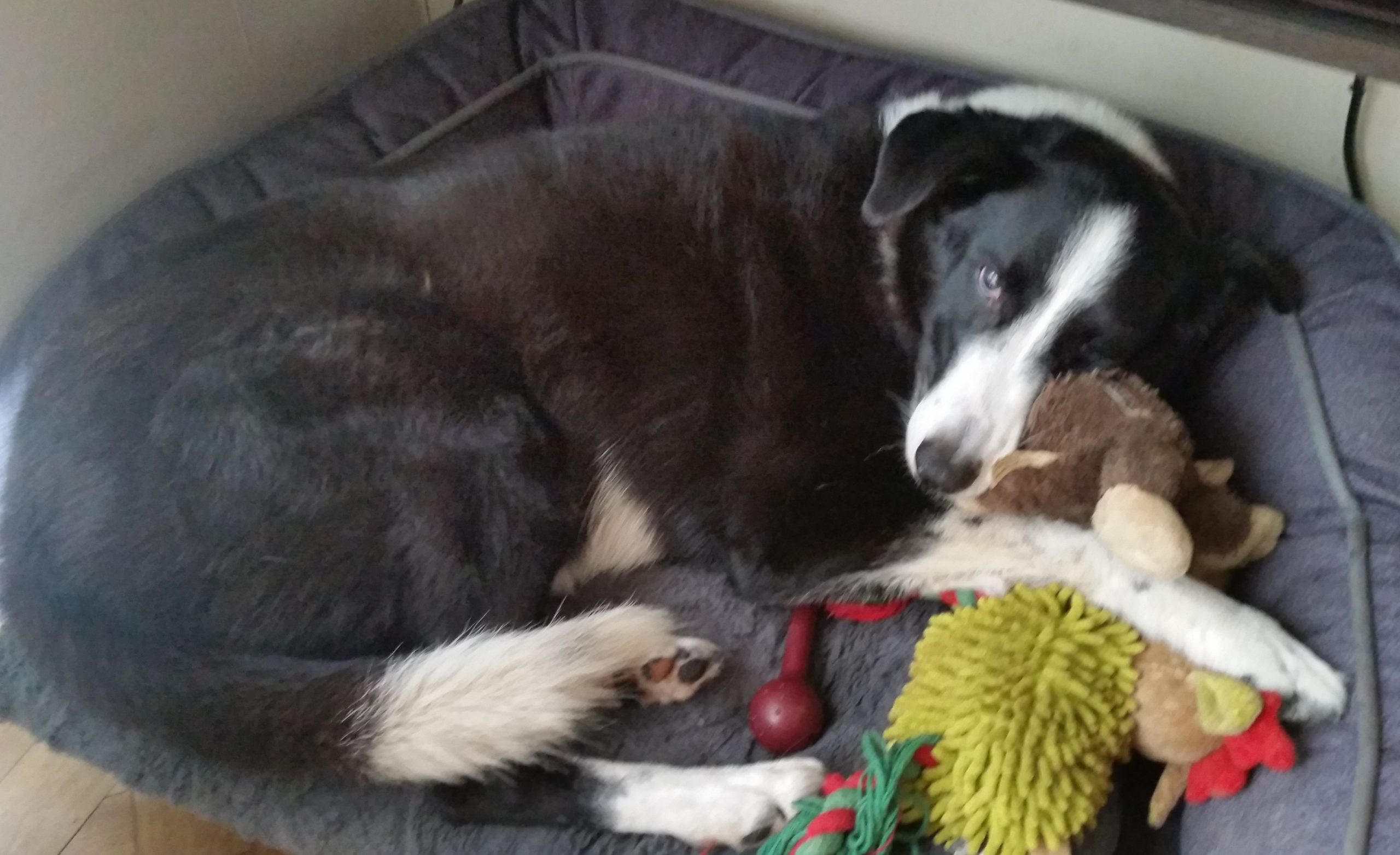 REST - Paws Inn Botany Bay