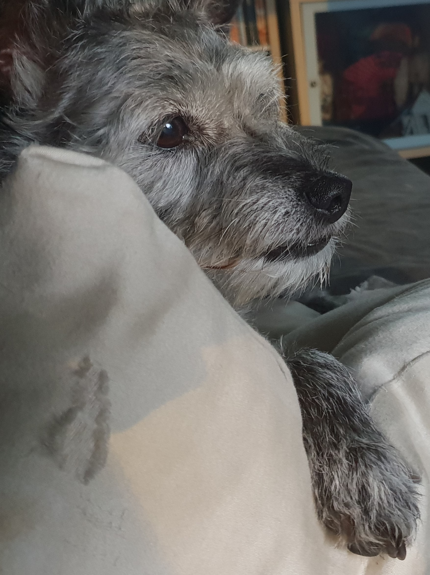 REST - Paws Inn Botany Bay