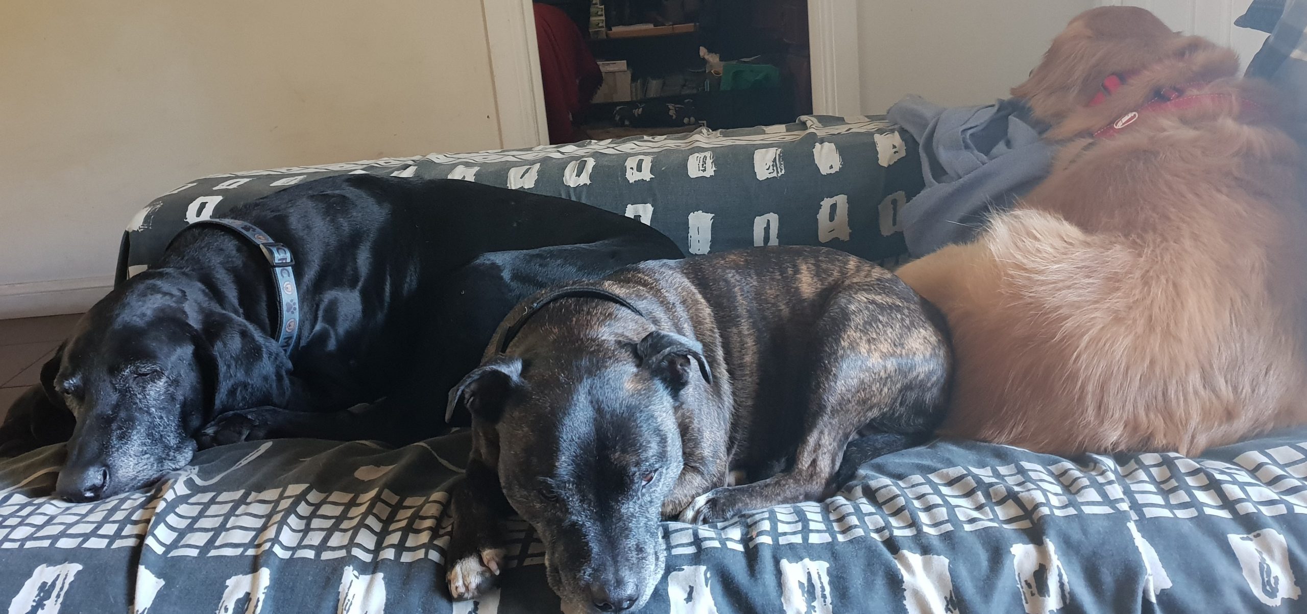 REST - Paws Inn Botany Bay