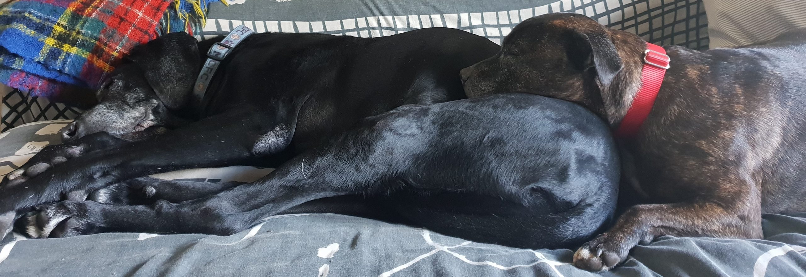 REST - Paws Inn Botany Bay