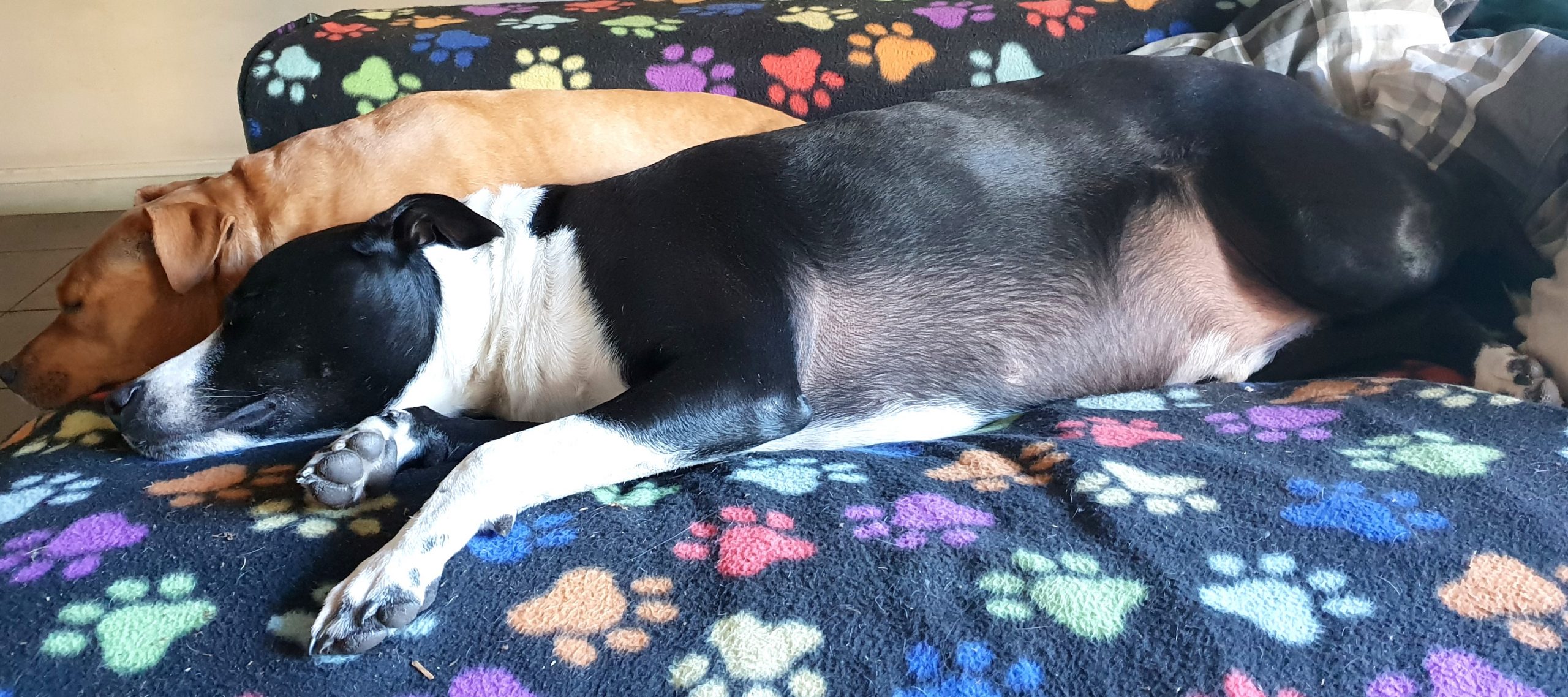 REST - Paws Inn Botany Bay