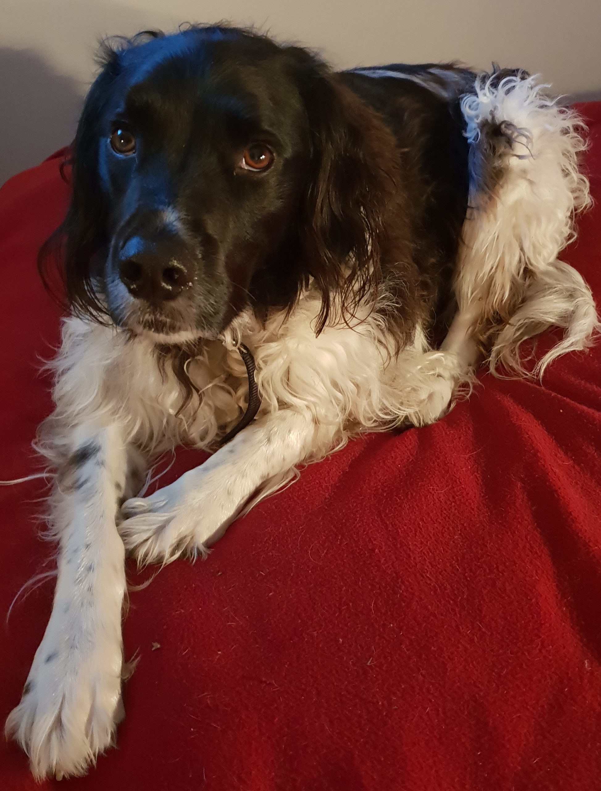 REST - Paws Inn Botany Bay