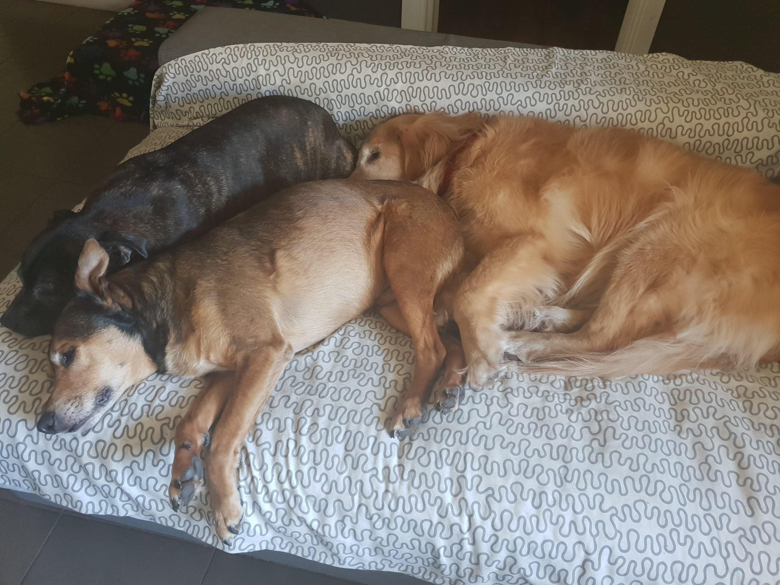 REST - Paws Inn Botany Bay