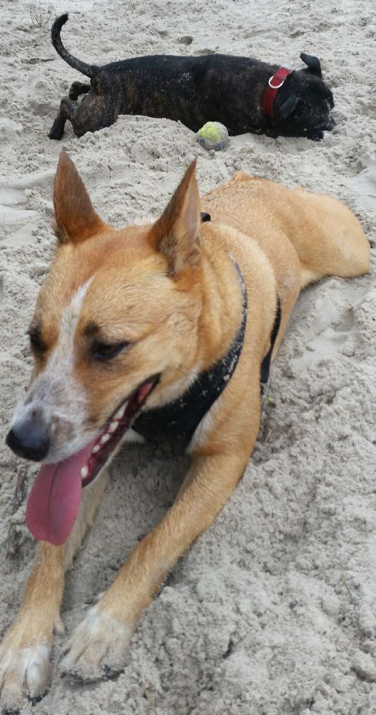 REST - Paws Inn Botany Bay