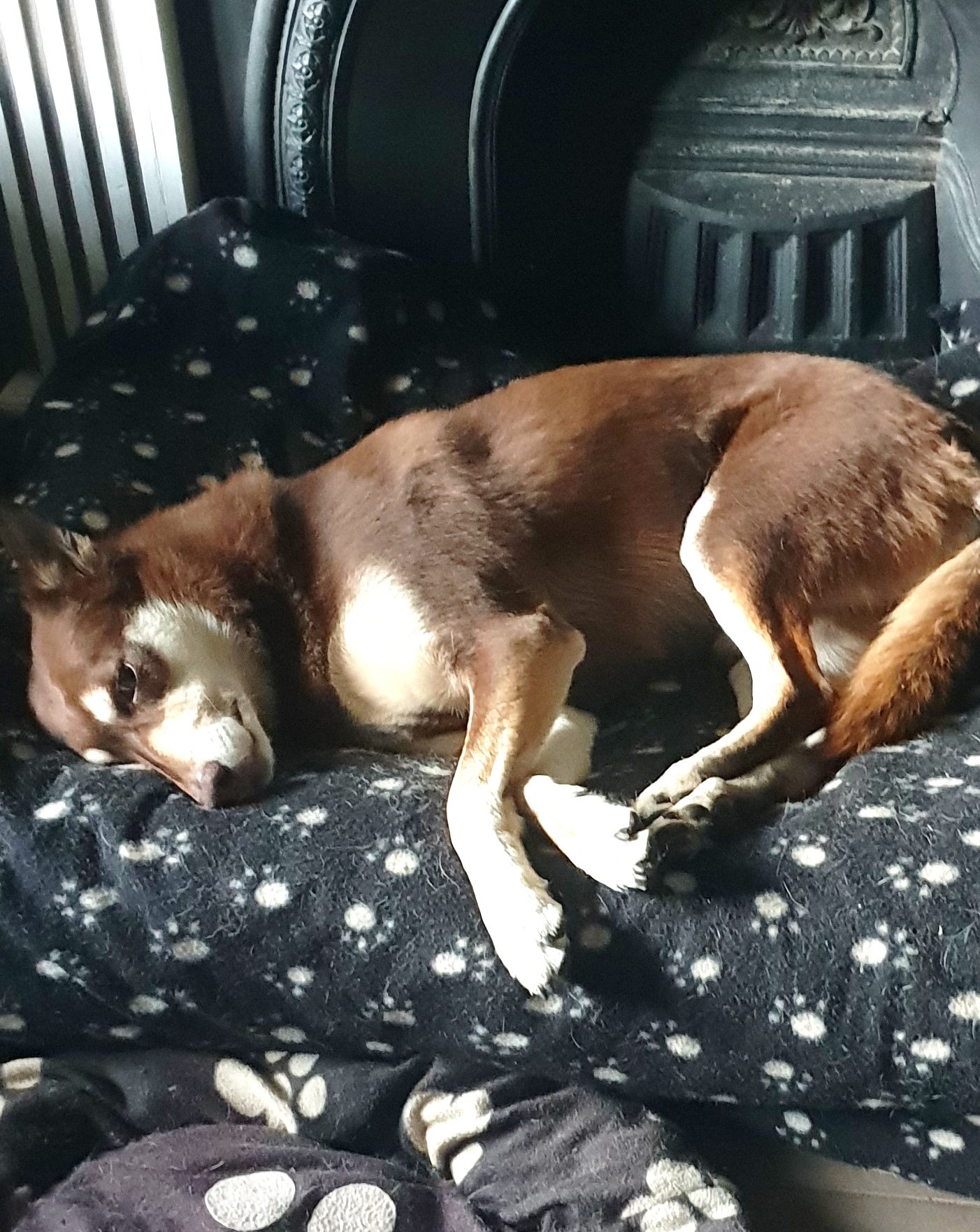 REST - Paws Inn Botany Bay