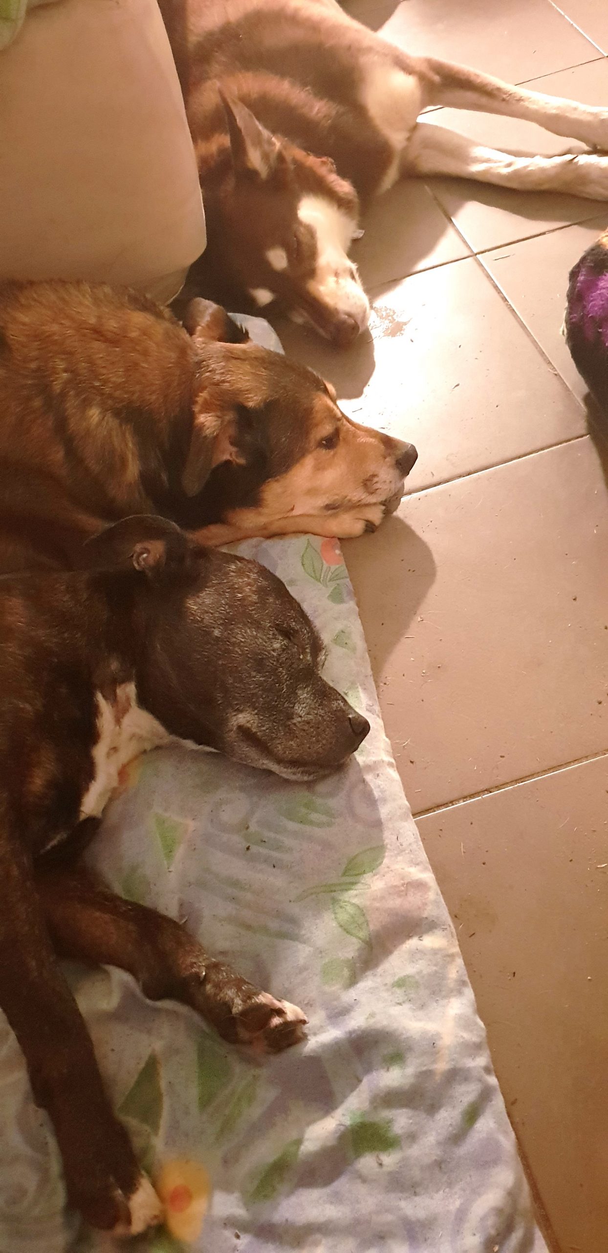 REST - Paws Inn Botany Bay