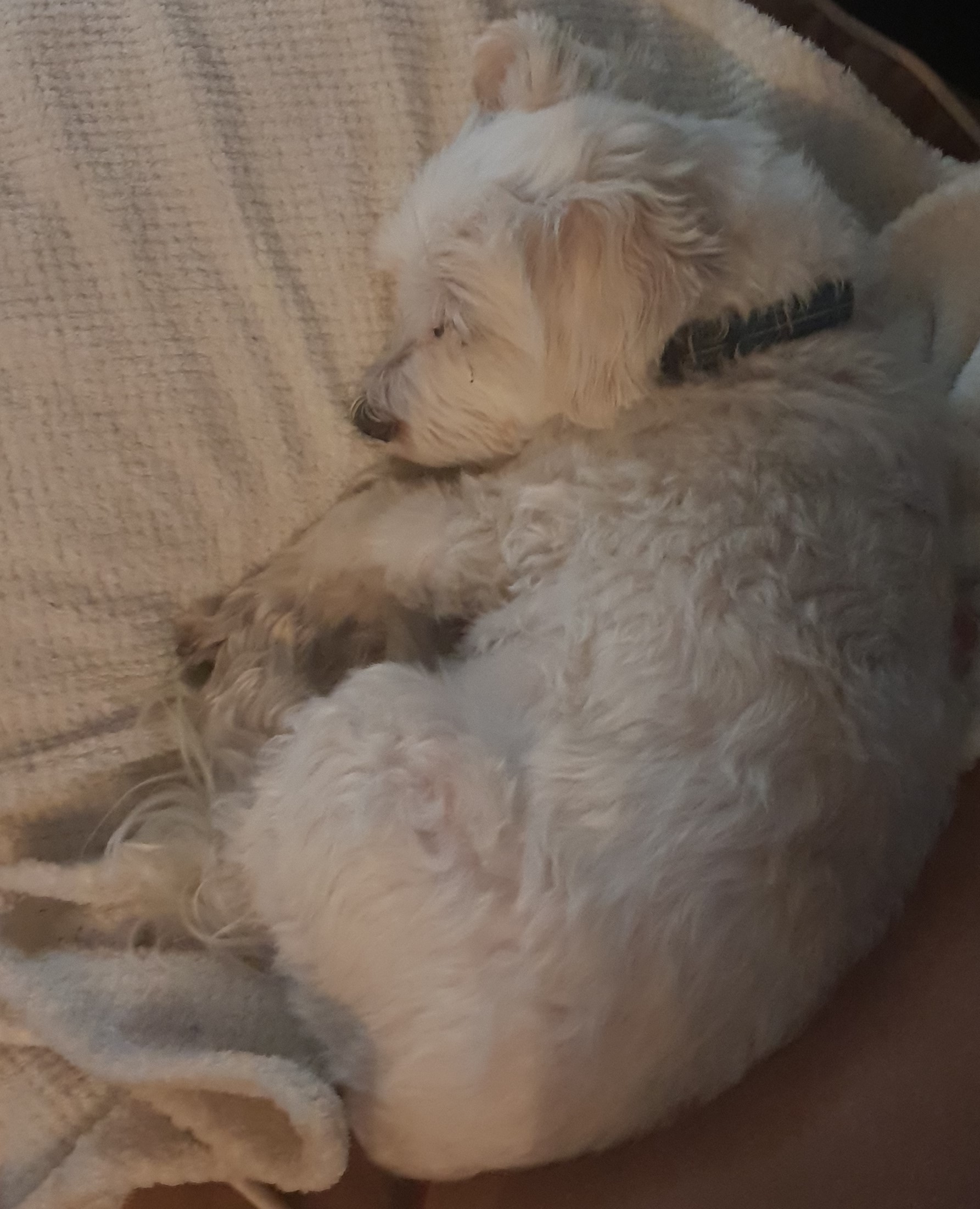 REST - Paws Inn Botany Bay