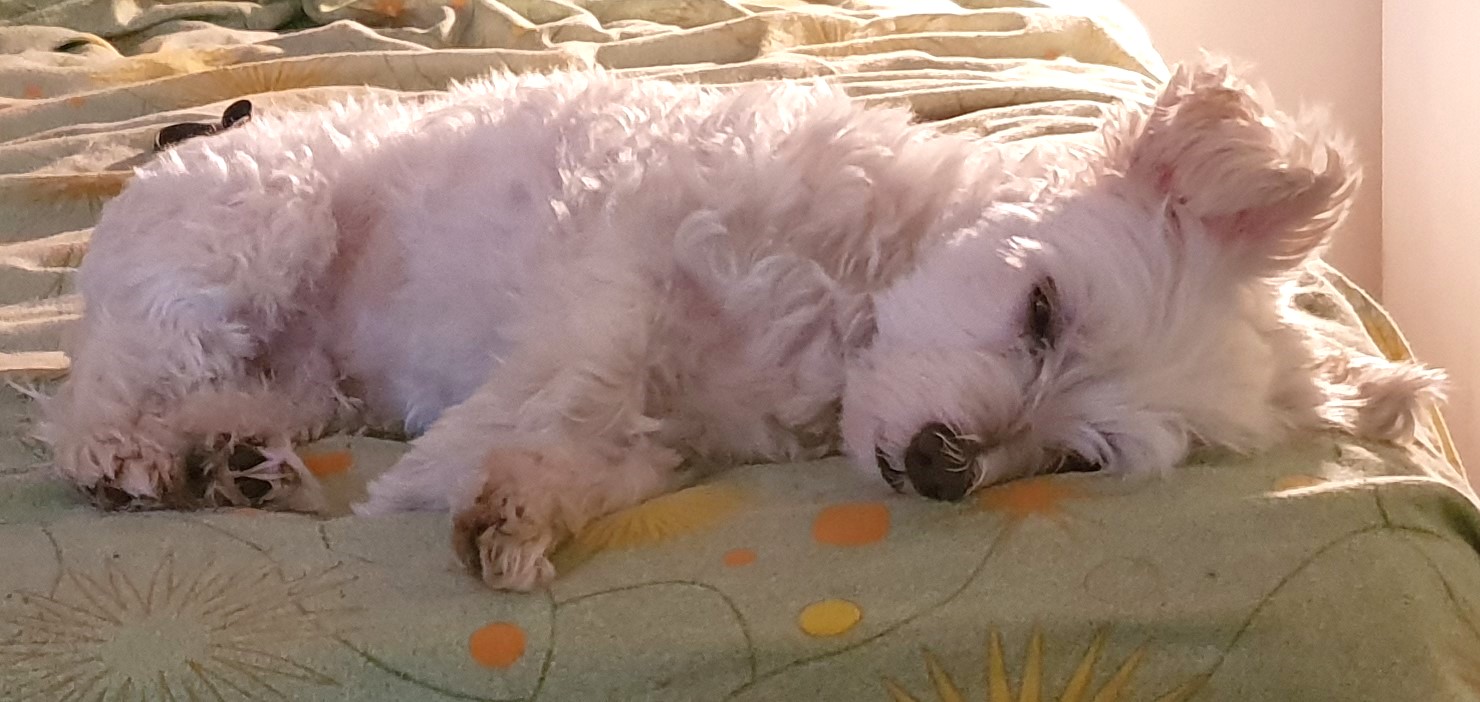 REST - Paws Inn Botany Bay