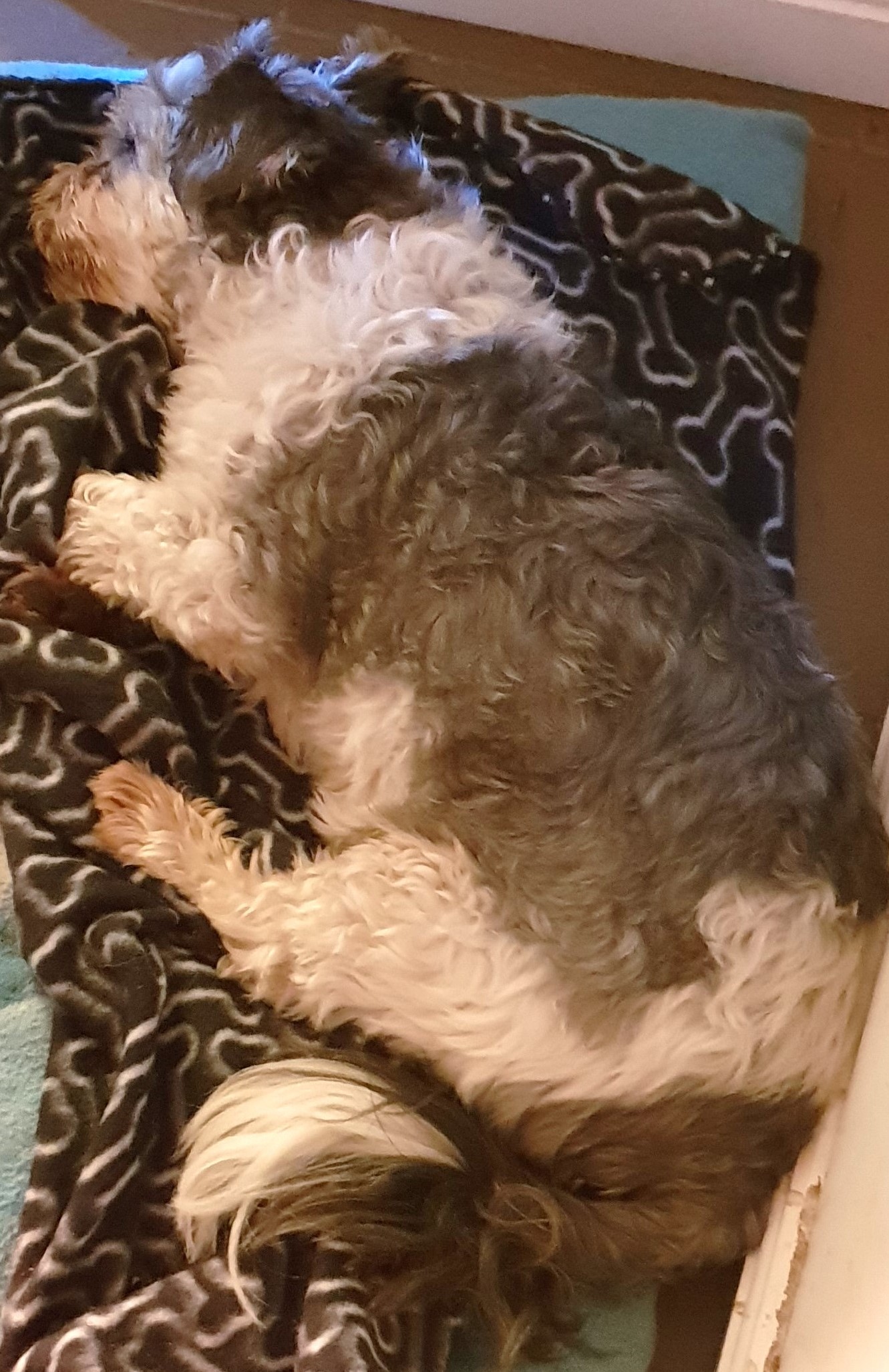 REST - Paws Inn Botany Bay