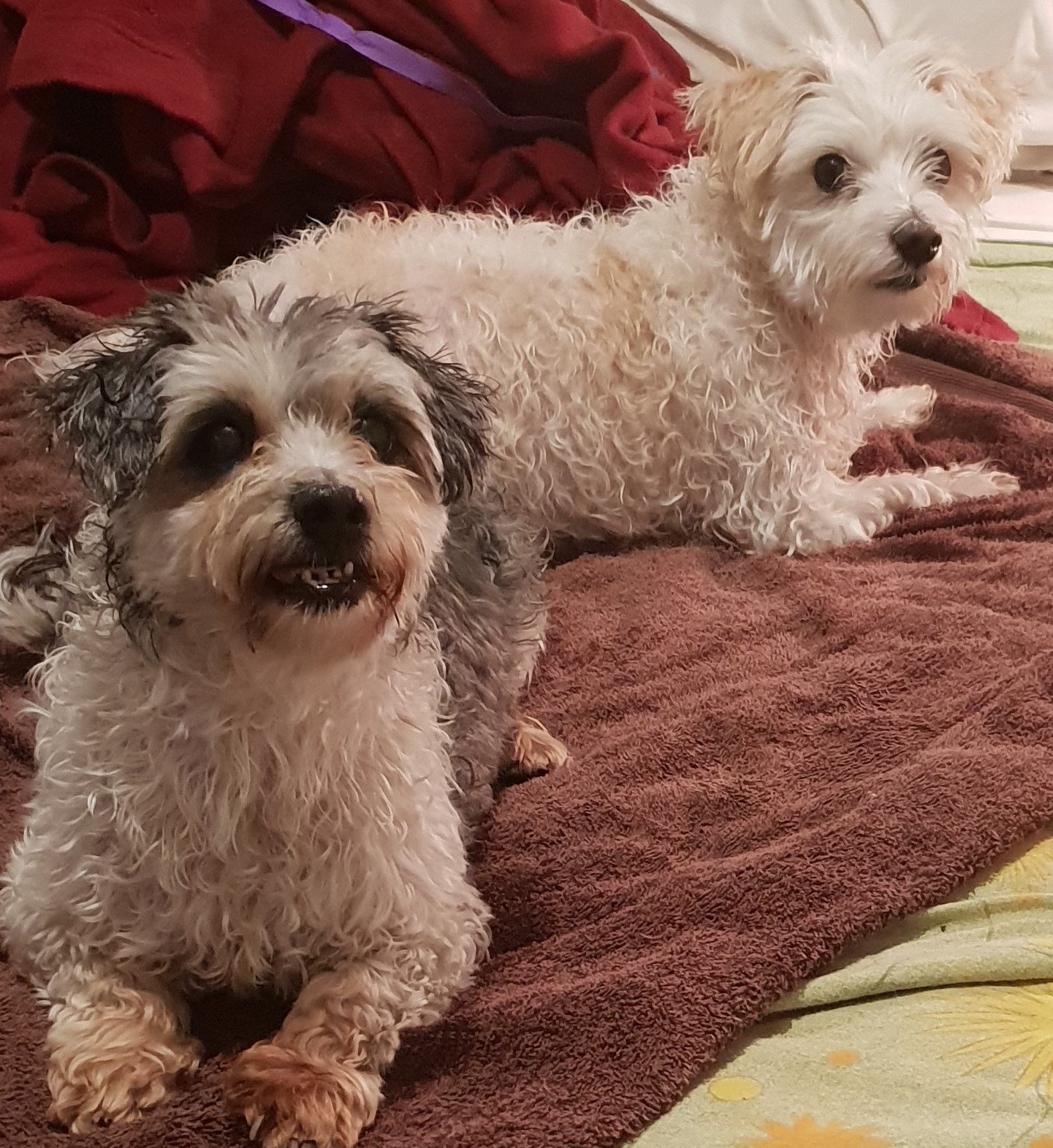 REST - Paws Inn Botany Bay