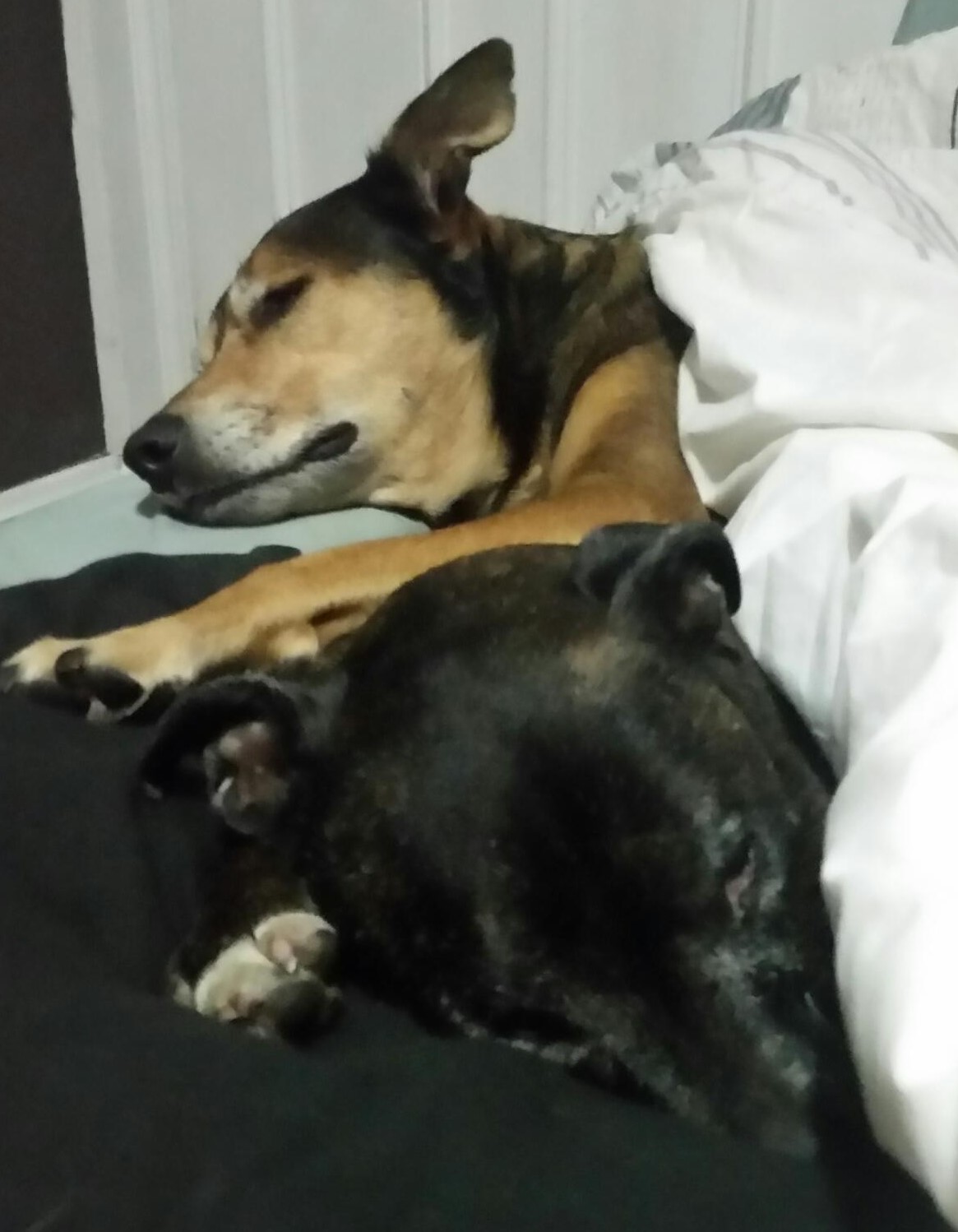 REST - Paws Inn Botany Bay