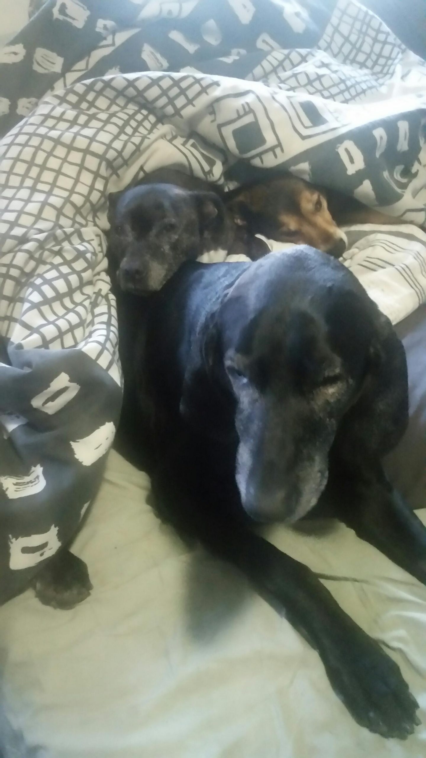 REST - Paws Inn Botany Bay