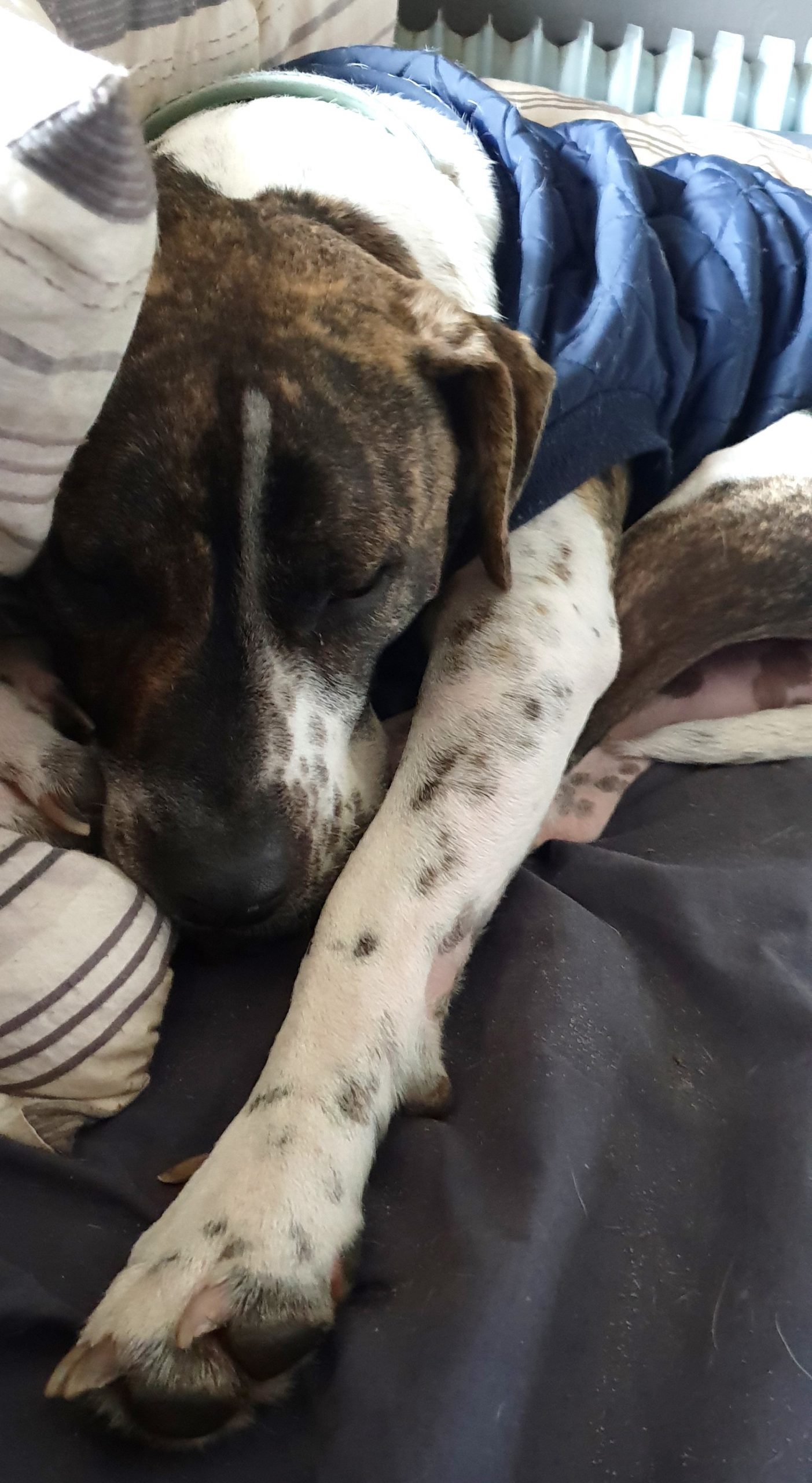 REST - Paws Inn Botany Bay