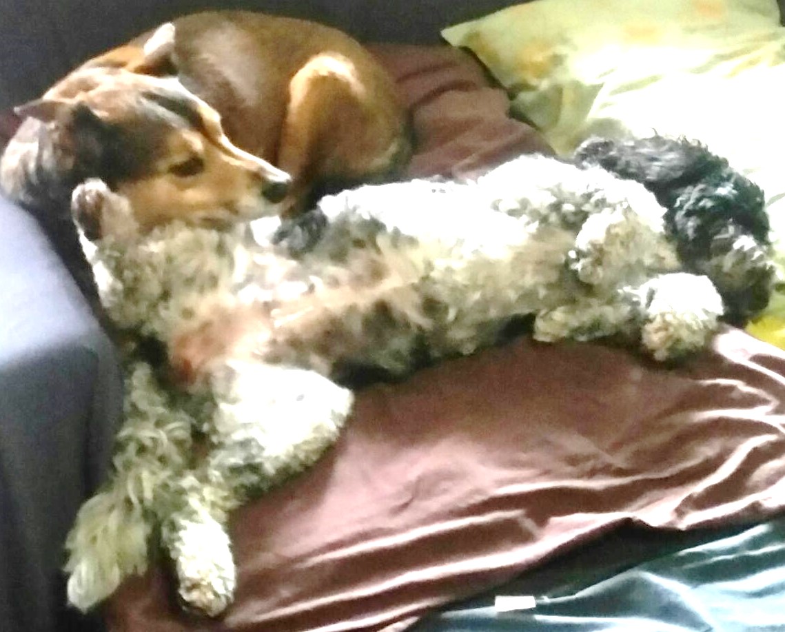 REST - Paws Inn Botany Bay