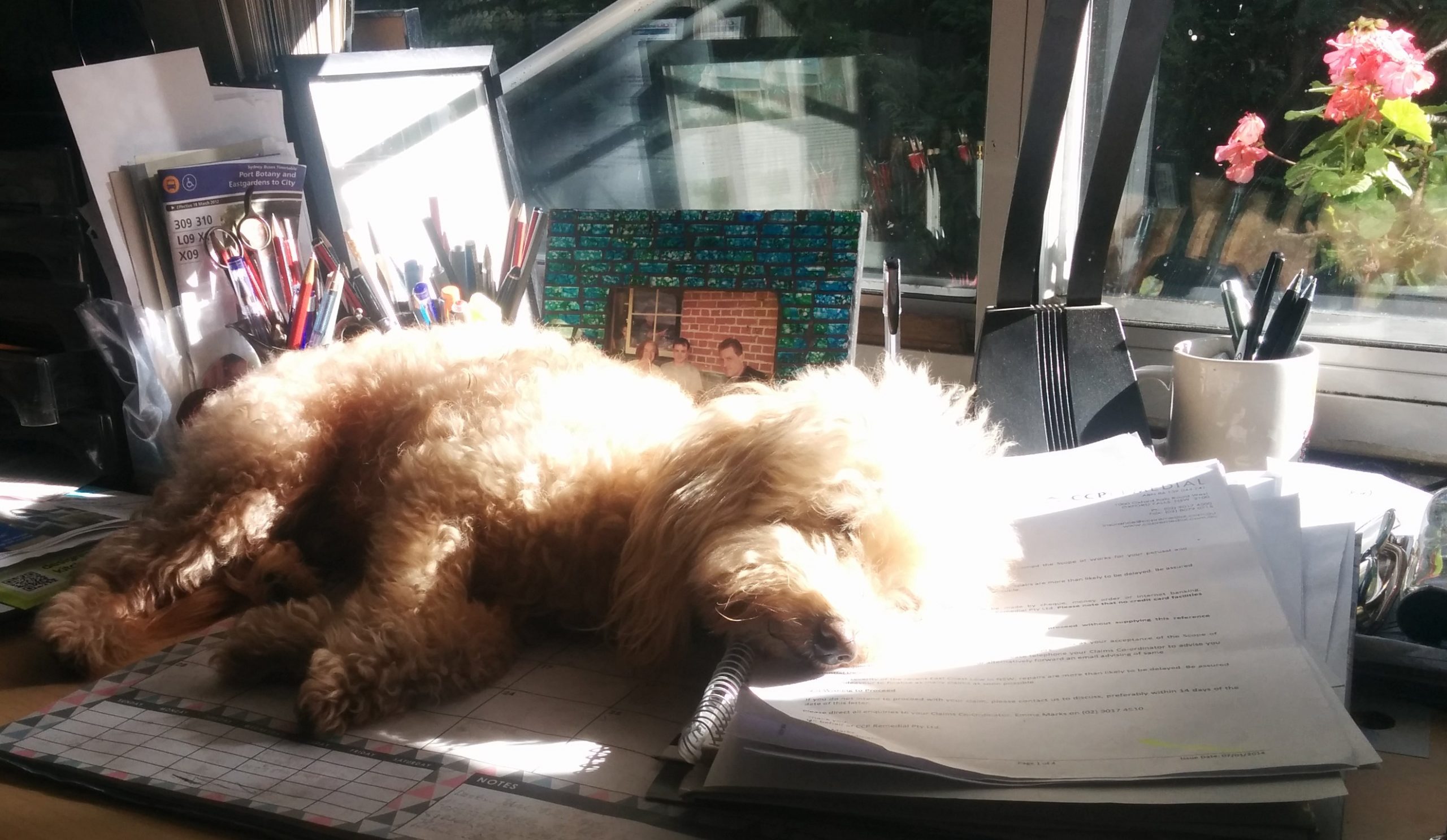 REST - Paws Inn Botany Bay