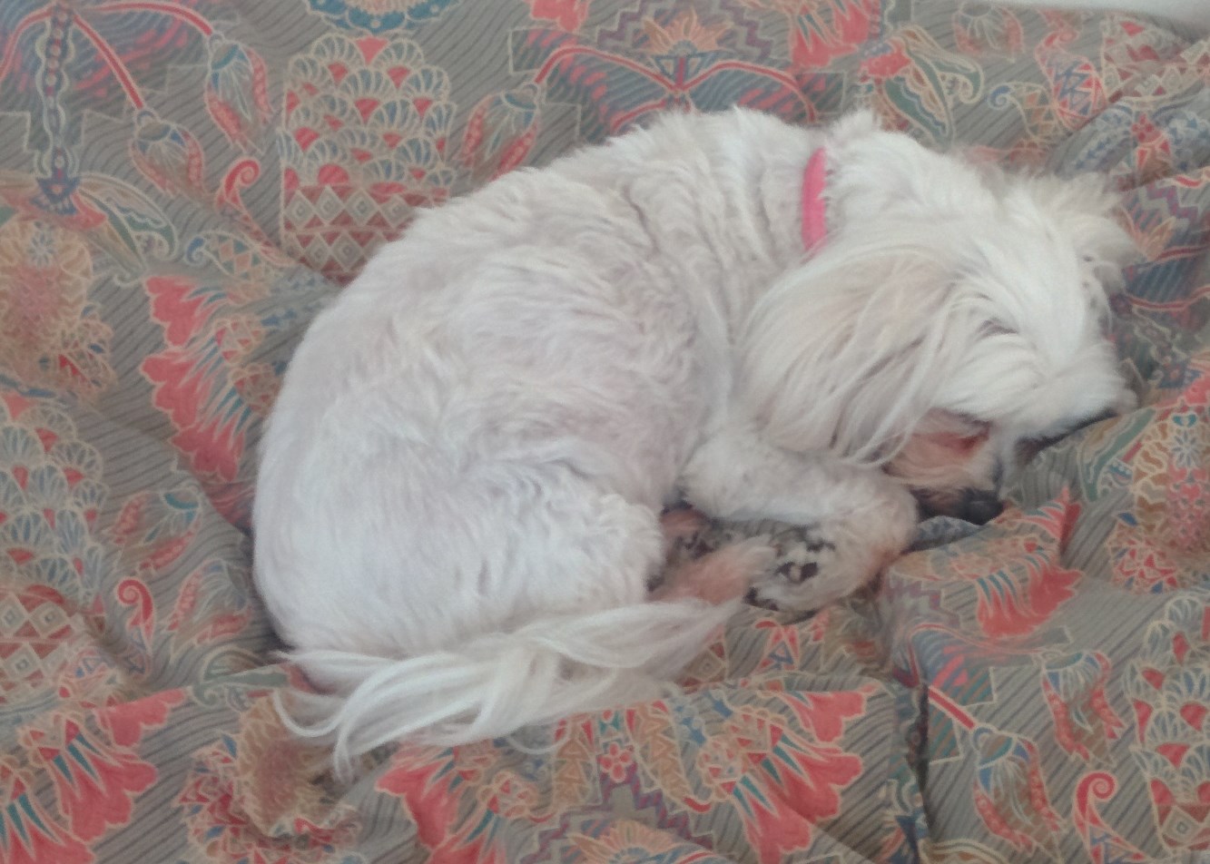 REST - Paws Inn Botany Bay