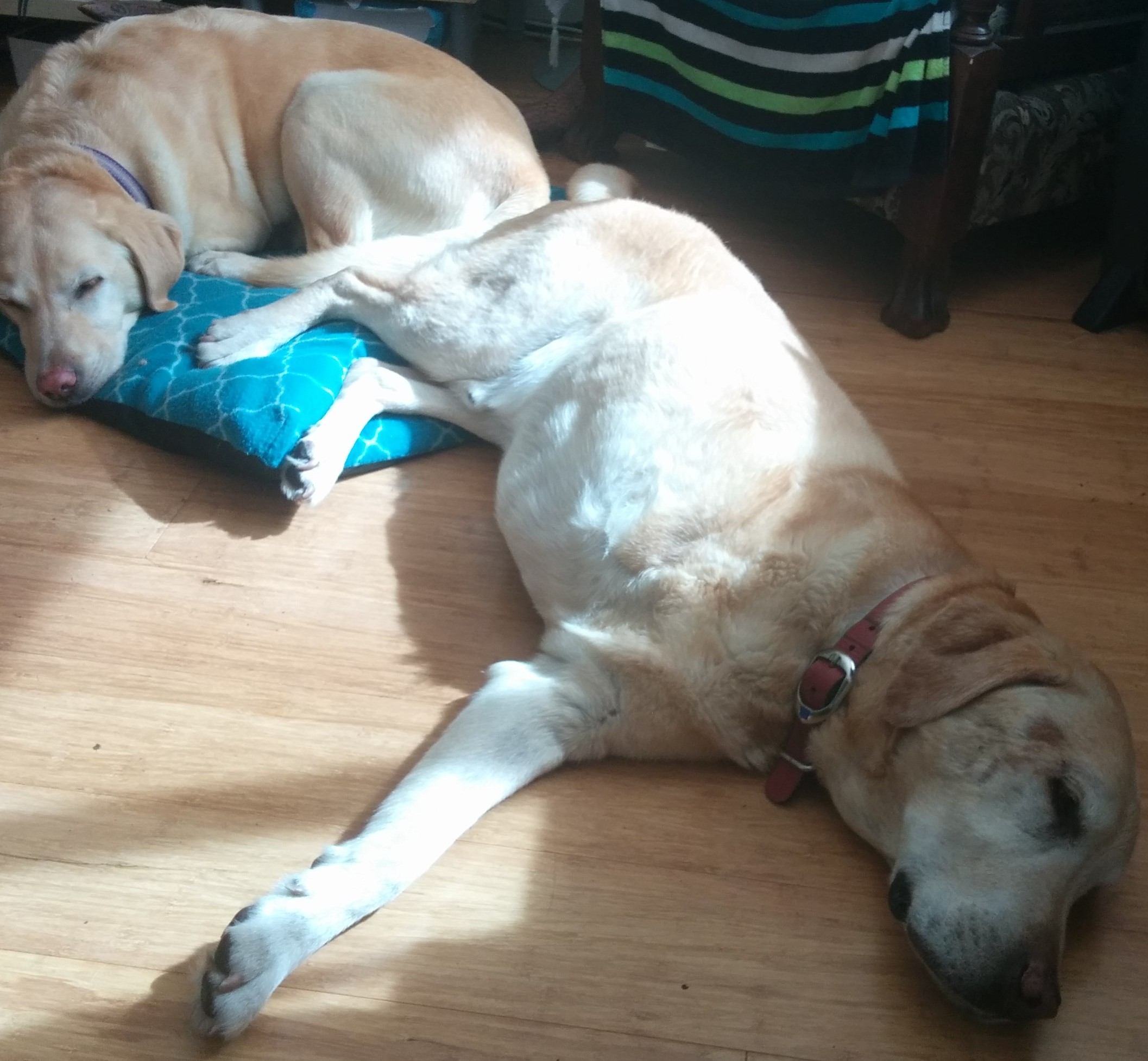 REST - Paws Inn Botany Bay