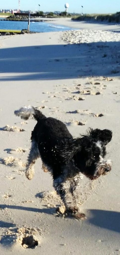 About Us - Paws Inn Botany Bay