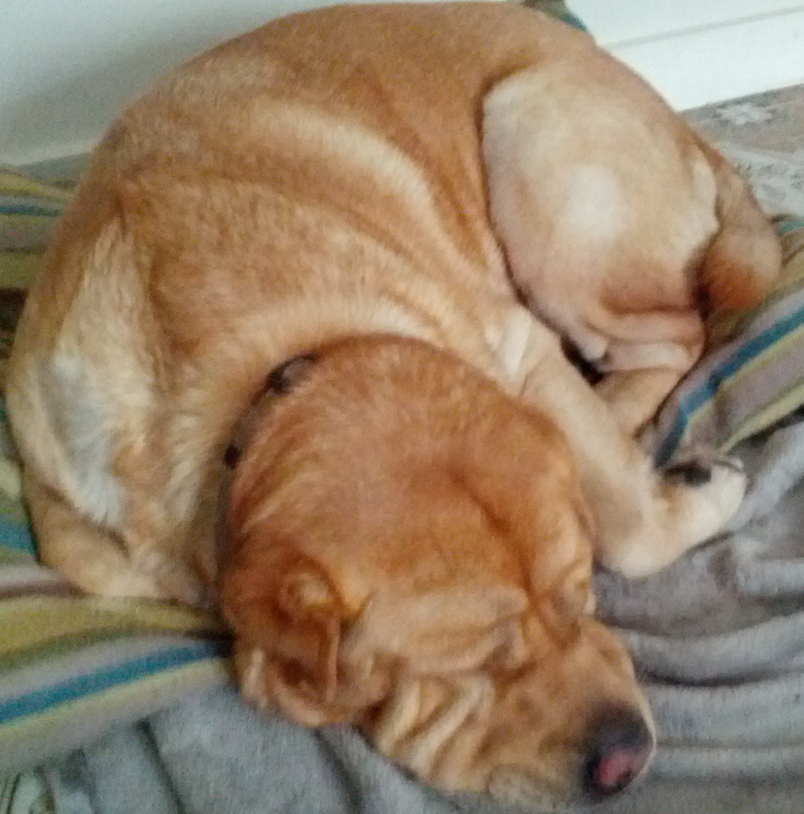 REST - Paws Inn Botany Bay