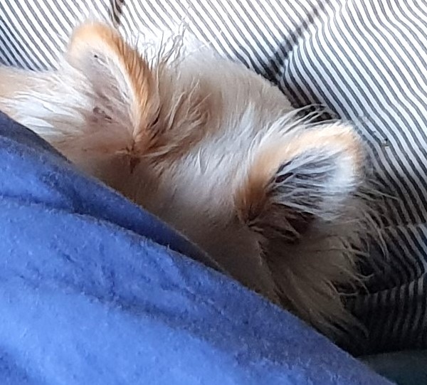 REST - Paws Inn Botany Bay