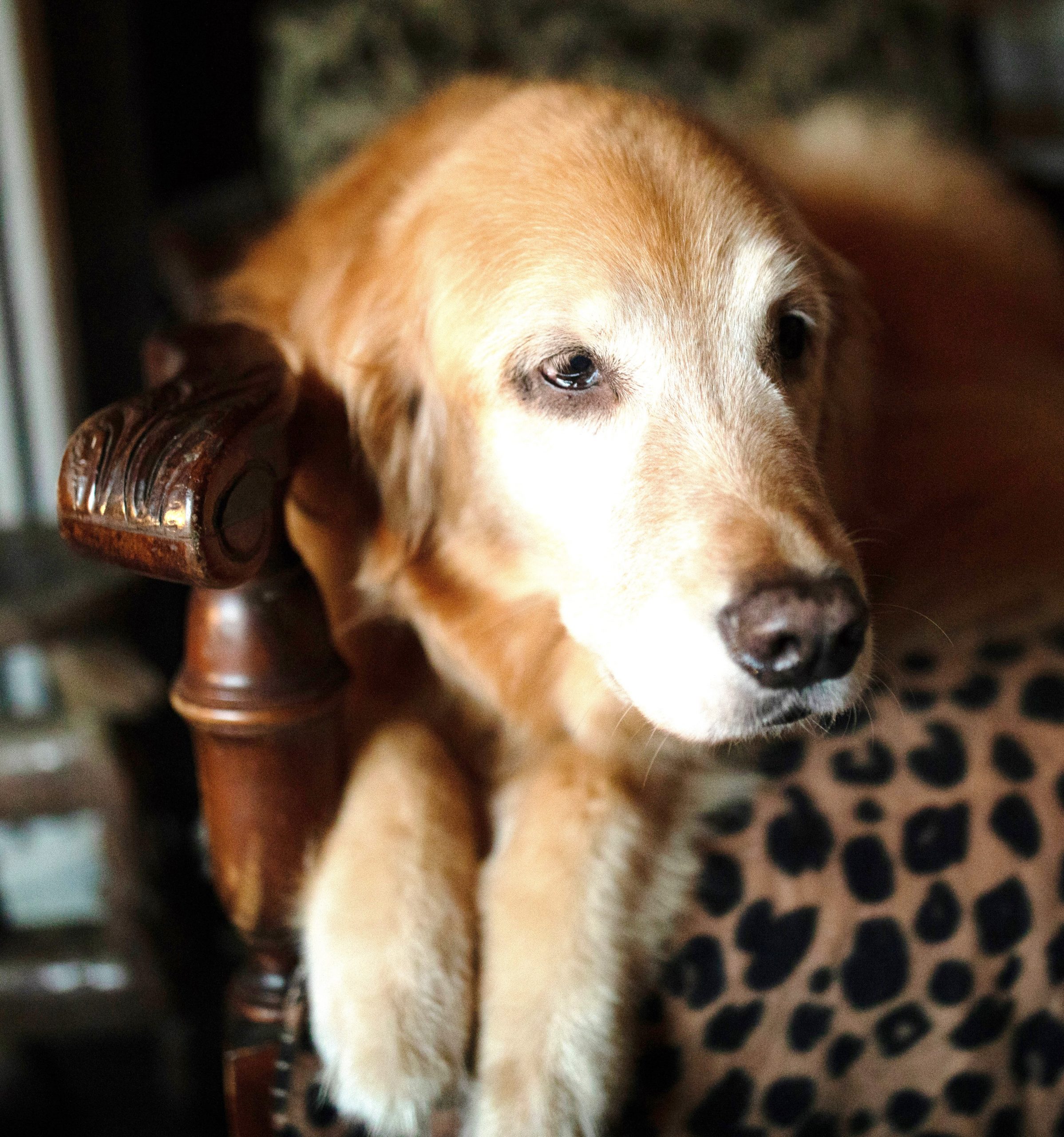 REST - Paws Inn Botany Bay