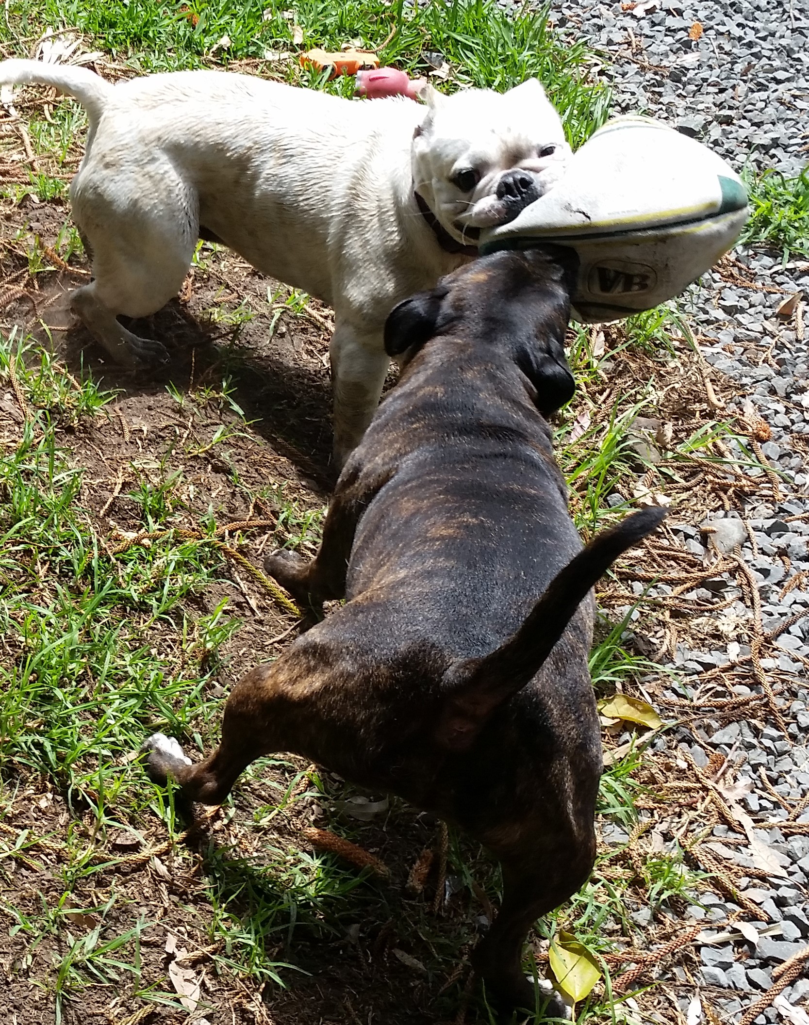 REST - Paws Inn Botany Bay